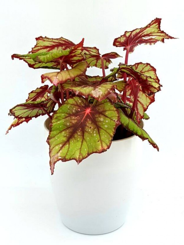 Begonia Rex African Jungle